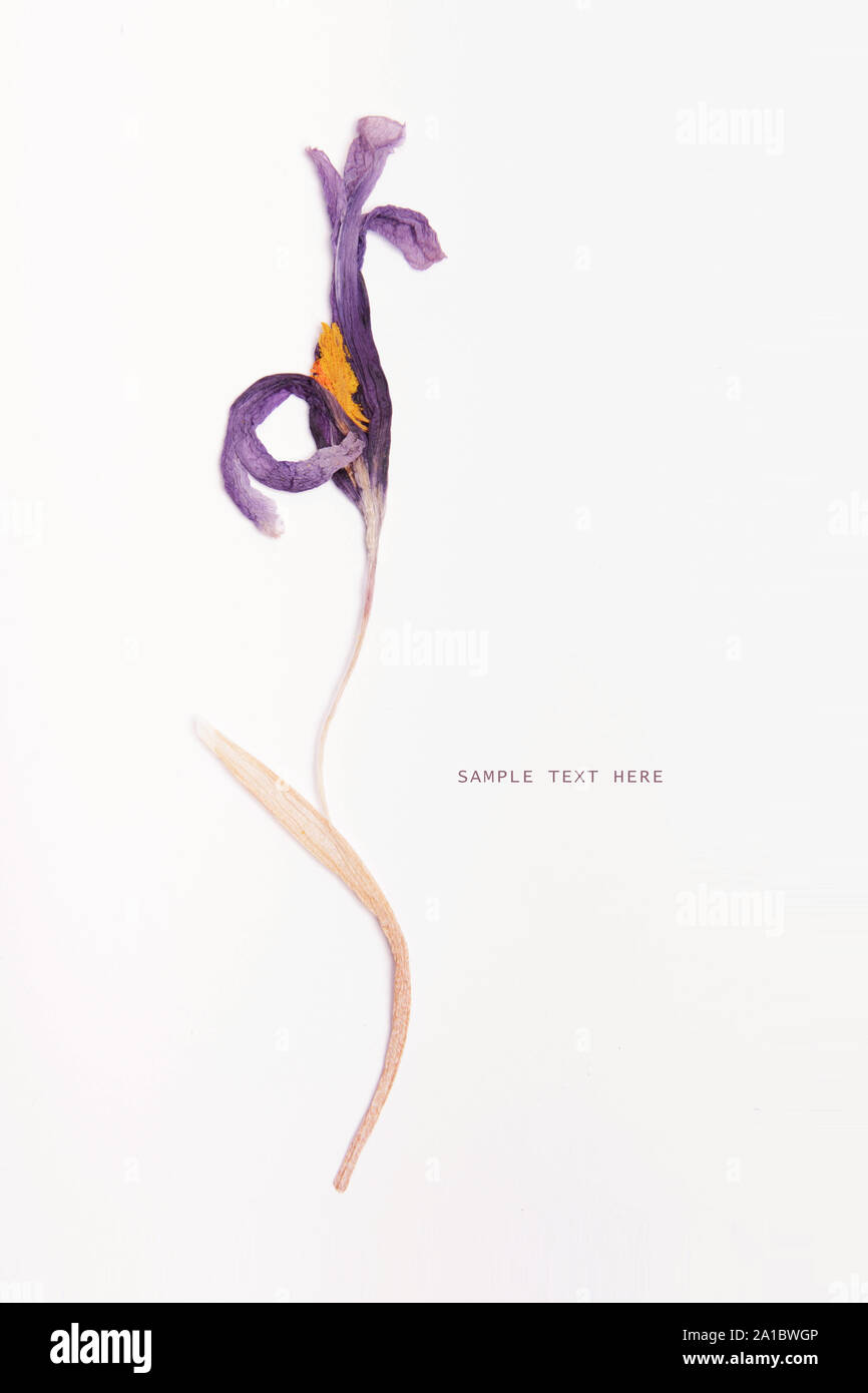 Pressed and dried spring flowers Stock Photo - Alamy