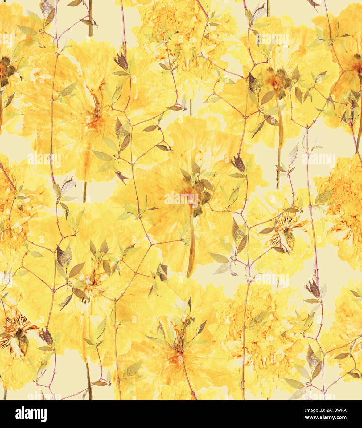 Pressed flowers pattern hi-res stock photography and images - Alamy