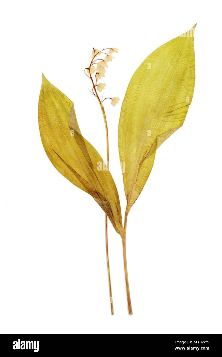 Herbarium drawing Cut Out Stock Images & Pictures - Alamy
