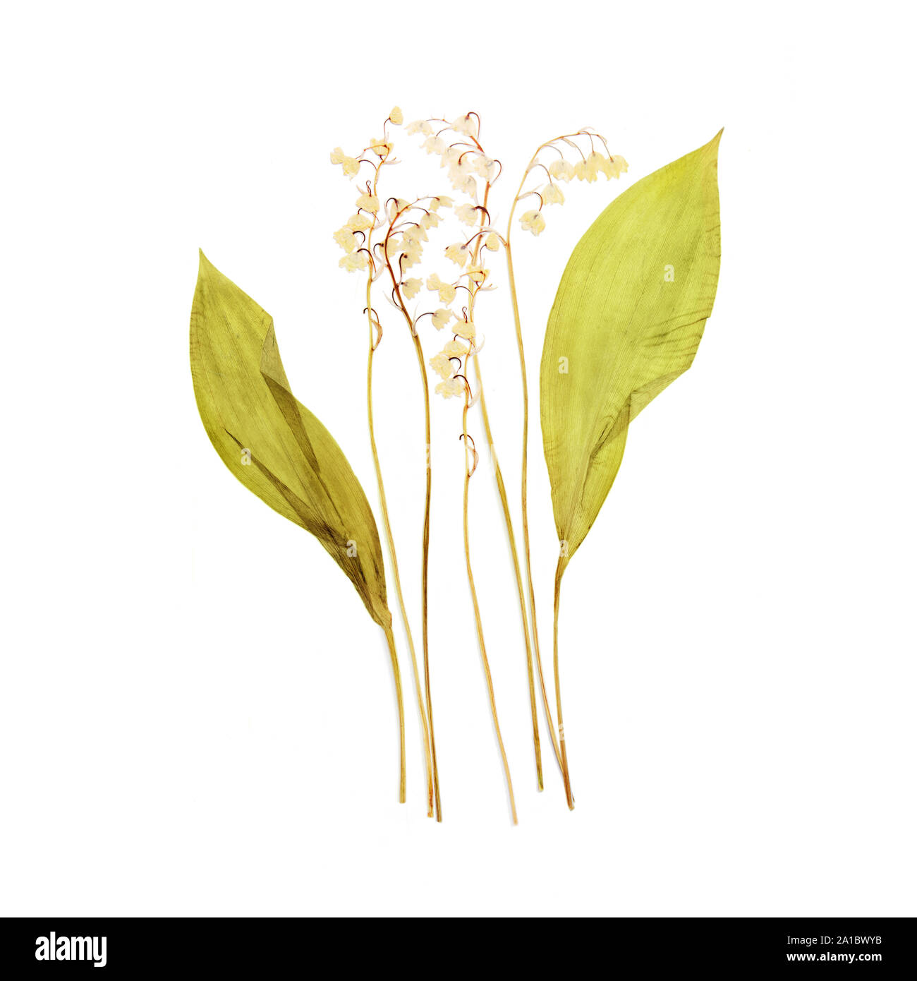 Herbarium drawing Cut Out Stock Images & Pictures - Alamy