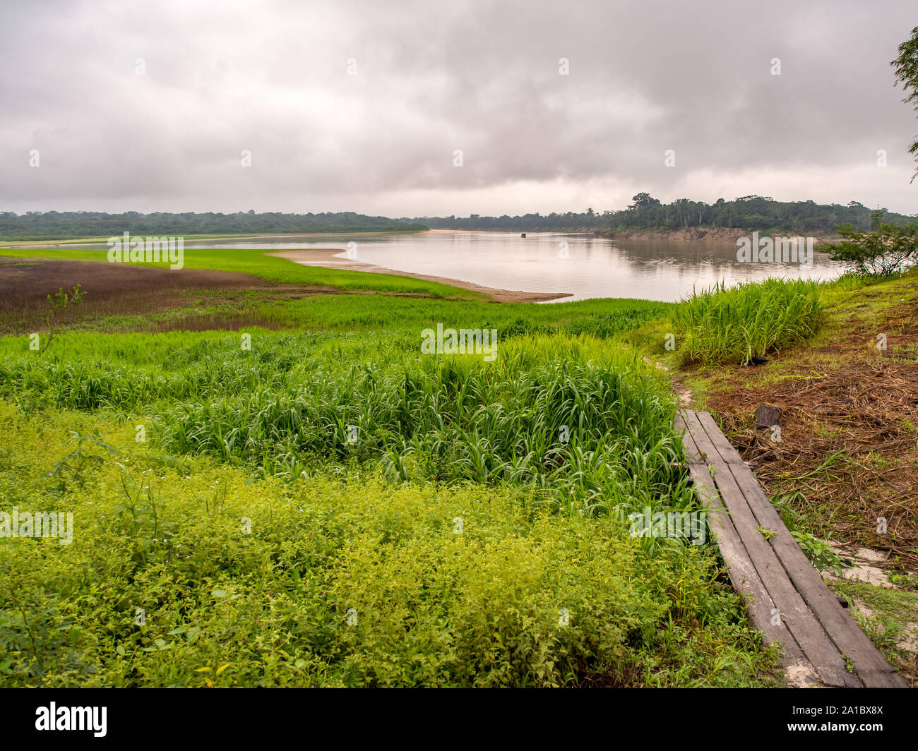 View for Javari River, the tributary of the Amazon River during low ...