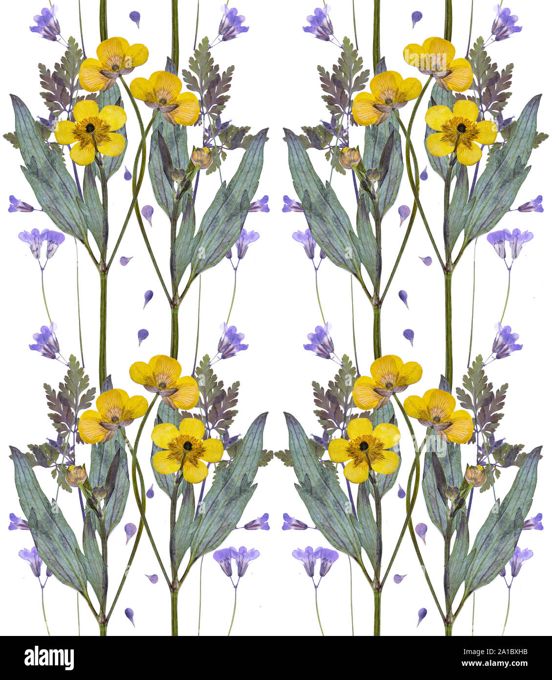Pressed and dried buttercup flowers pattern on white Stock Photo - Alamy