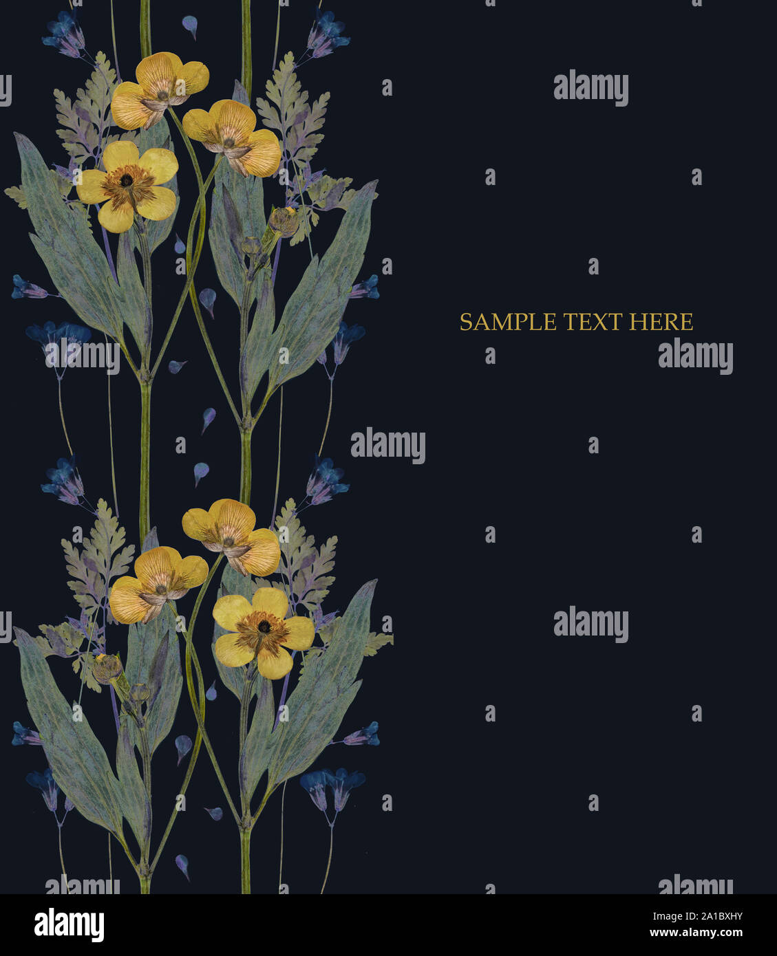 Pressed and dried buttercup flowers pattern on black Stock Photo - Alamy