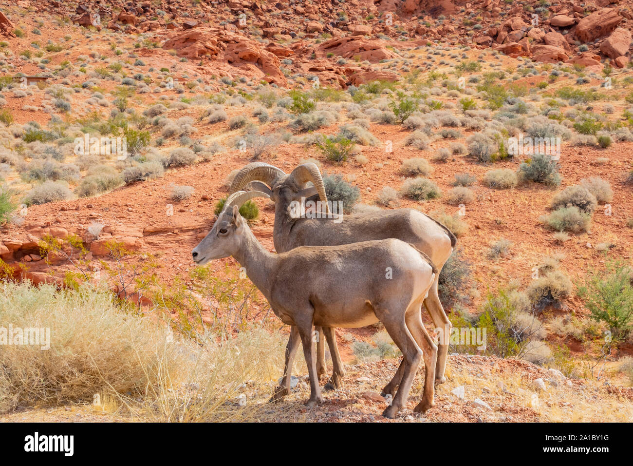 Big horn fire hi-res stock photography and images - Alamy