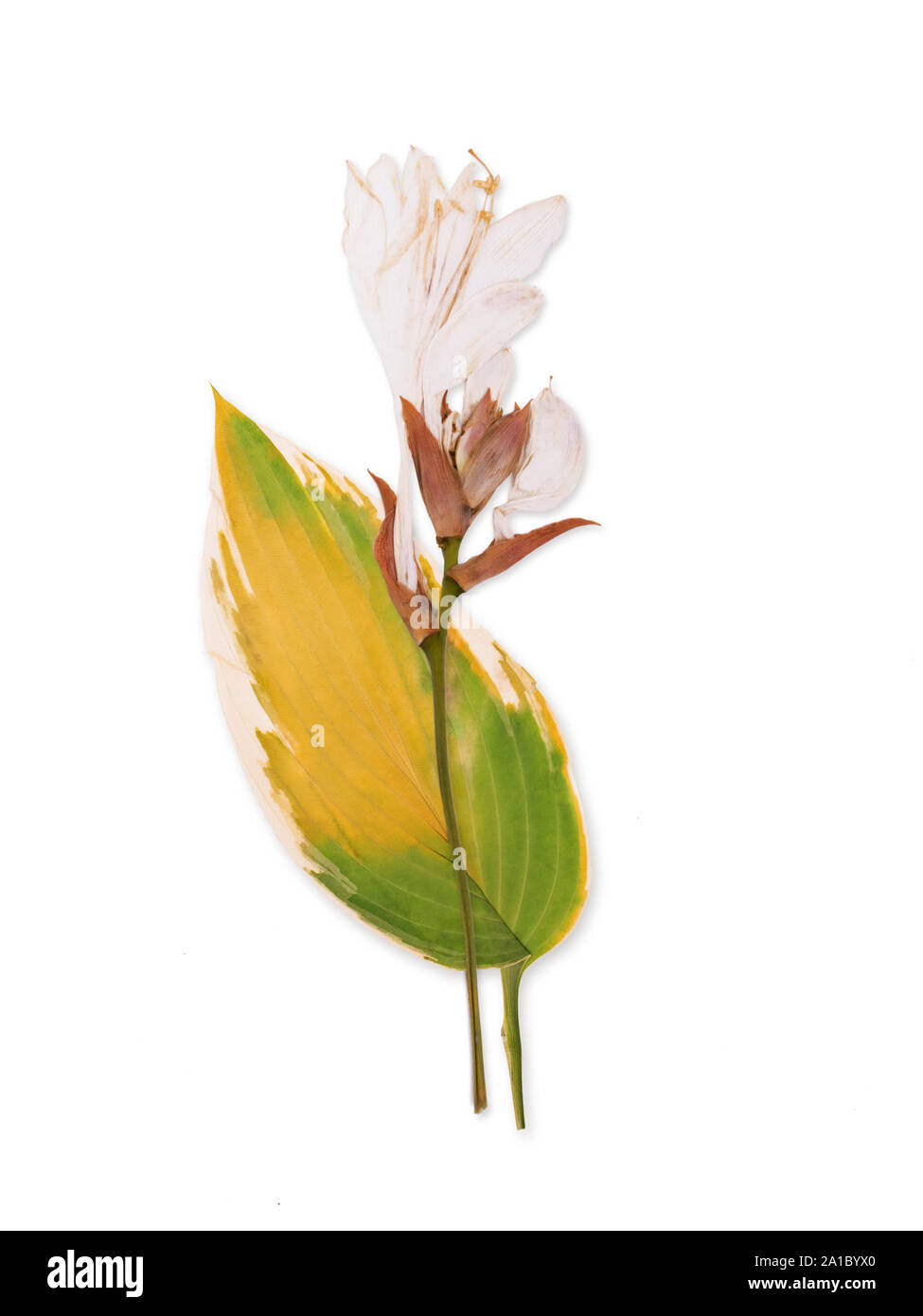 Pressed and dried lily flower Stock Photo - Alamy