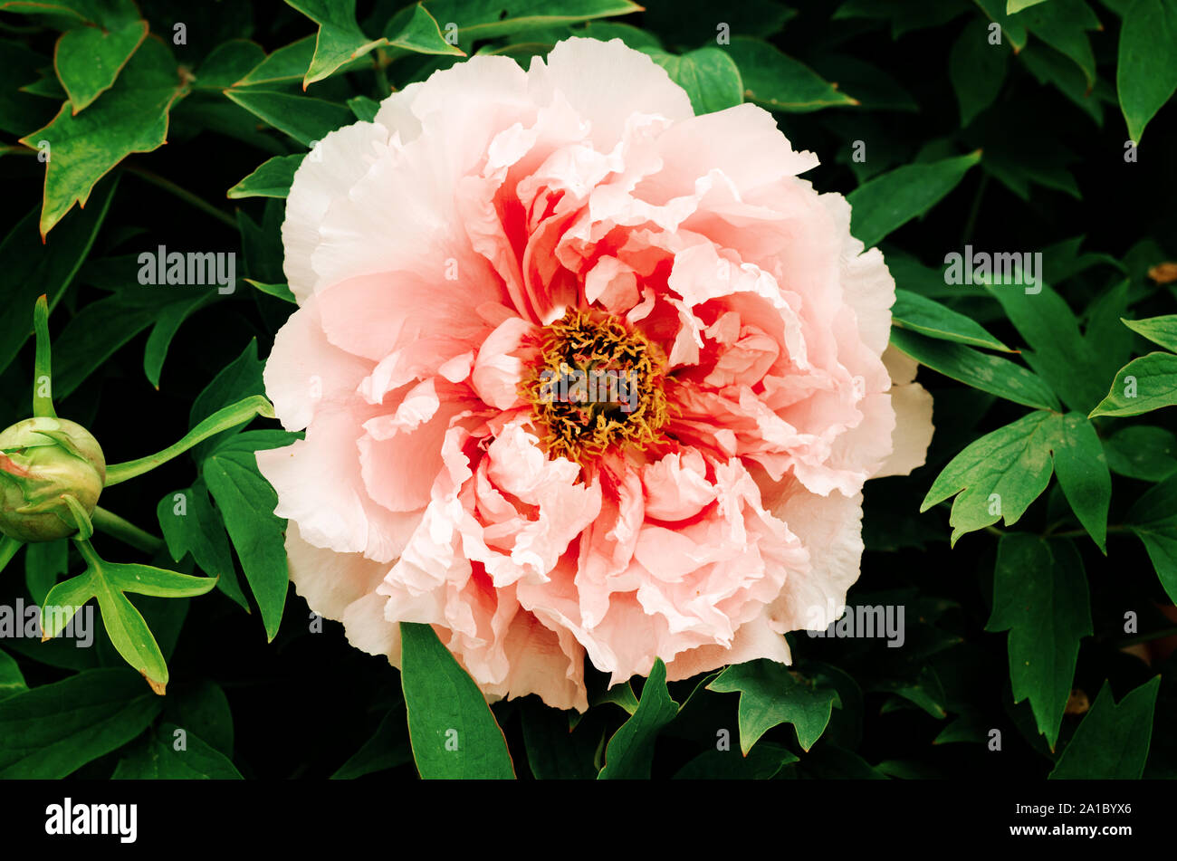 Floral wallpaper with Beautiful gentle pink peony flower growing in the ...
