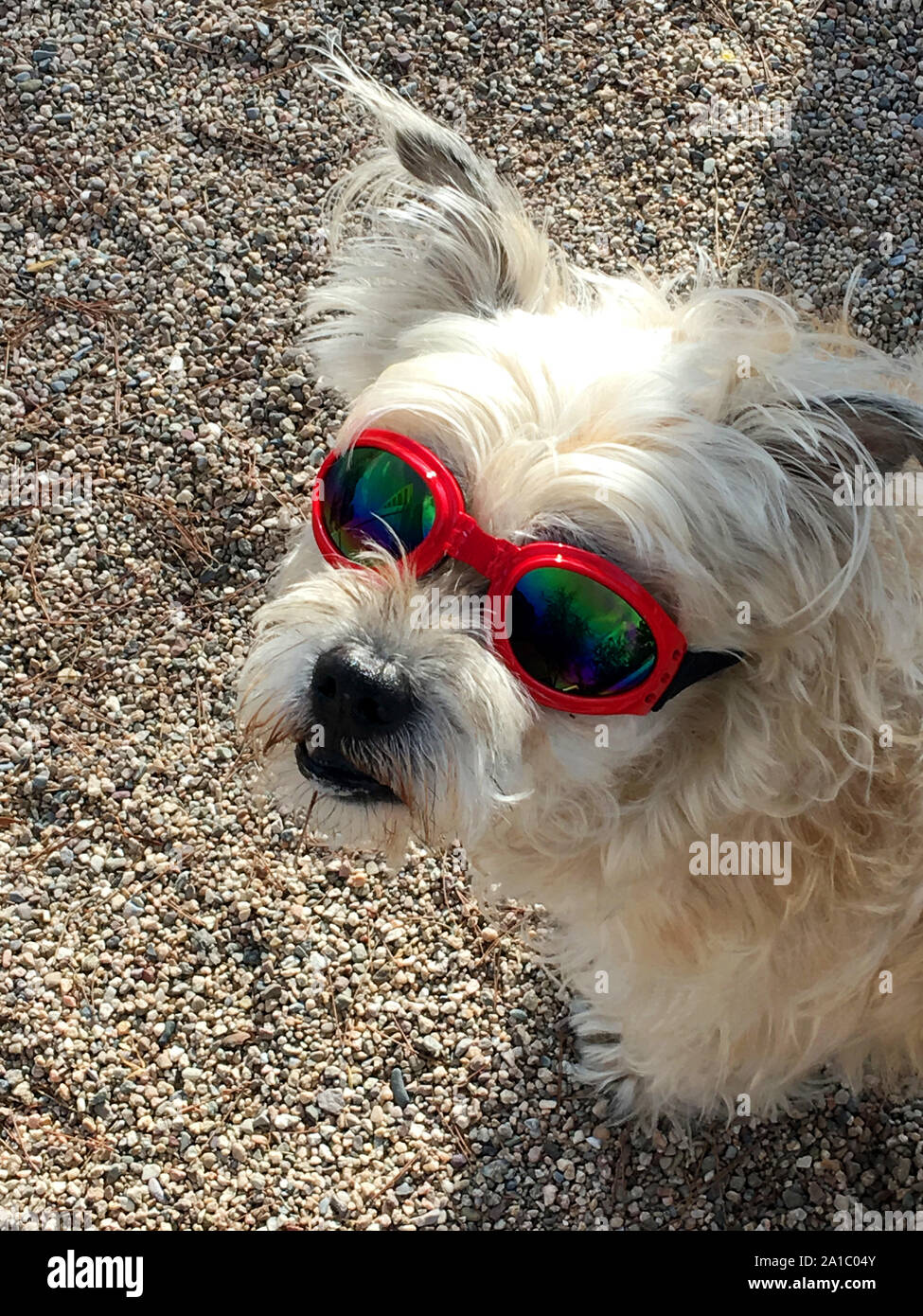 Dog wearing goggles hi-res stock photography and images - Alamy