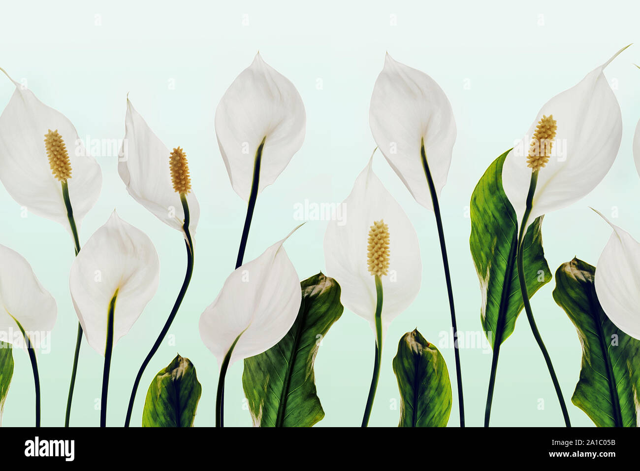 Peace lily plant hi-res stock photography and images - Alamy