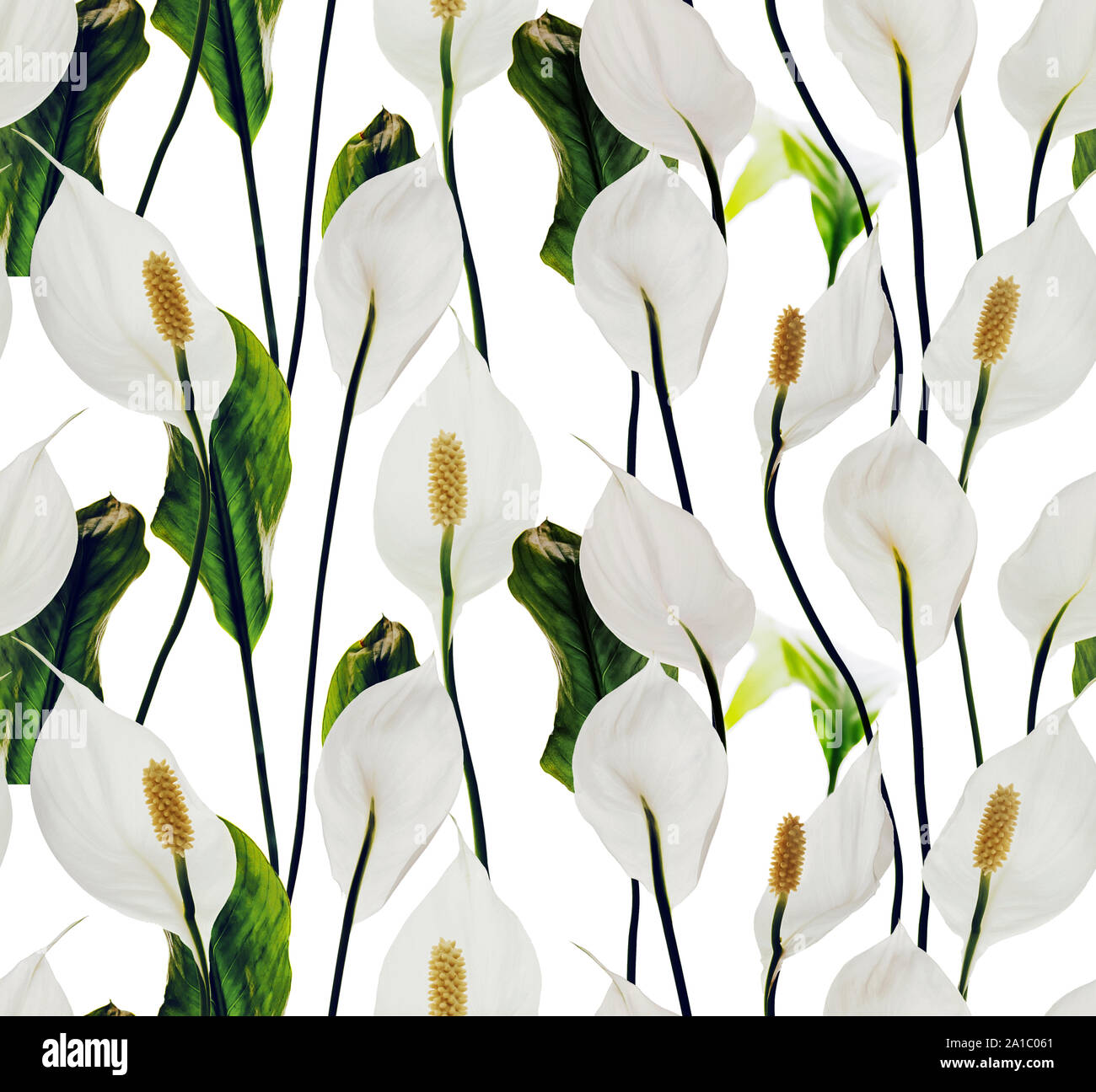 Peace lily plant hi-res stock photography and images - Alamy