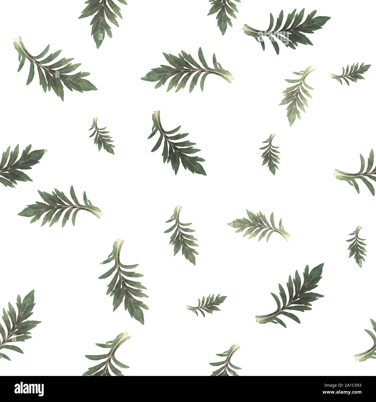 Herbs pattern hi-res stock photography and images - Alamy