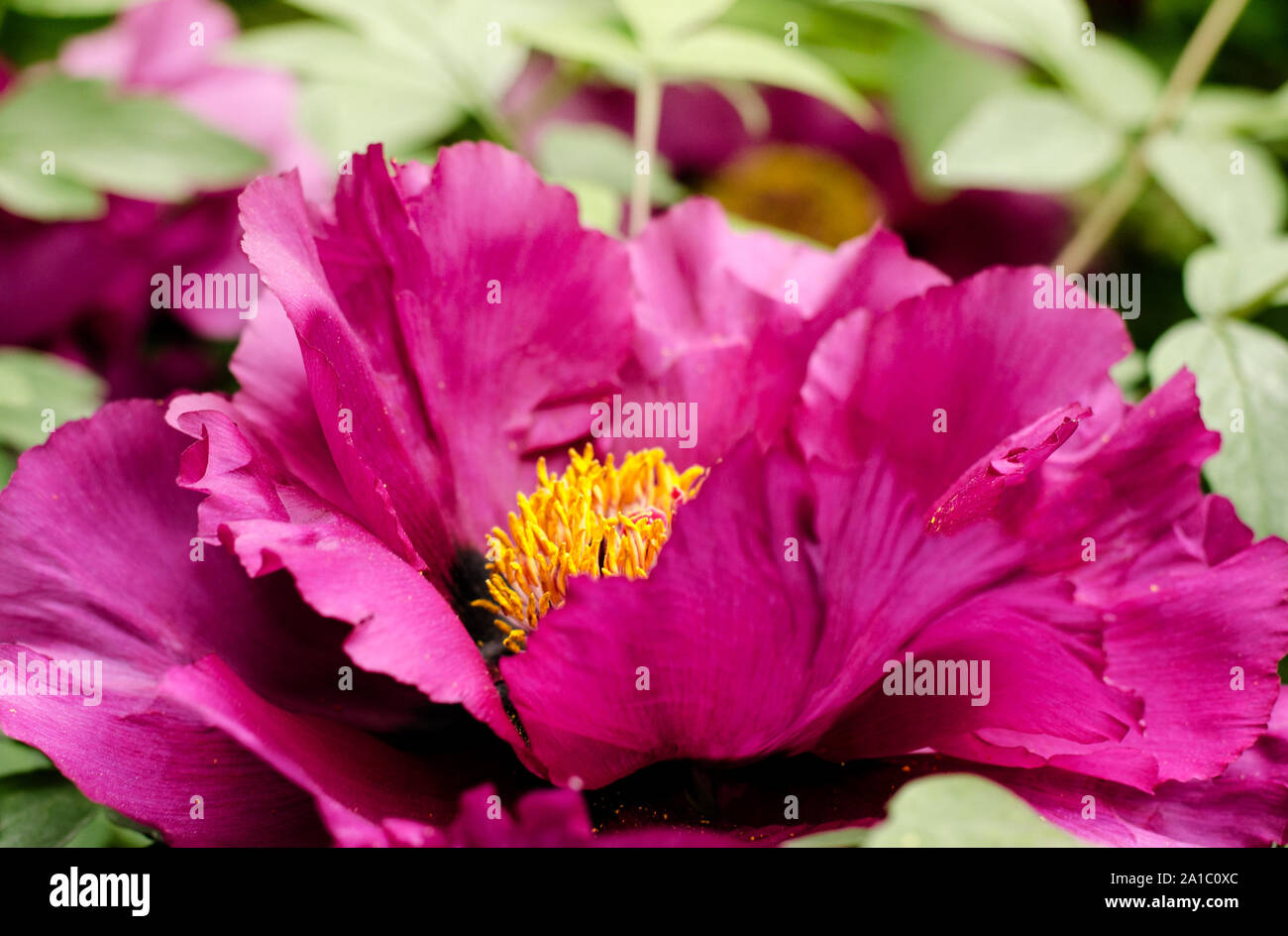 Tree Peony Flower High Resolution Stock Photography and Images - Alamy