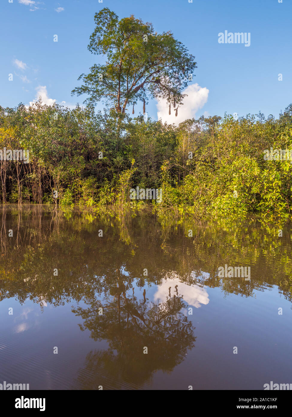 View of Coati Lagoon near the Javari River, the tributary of the Amazon ...