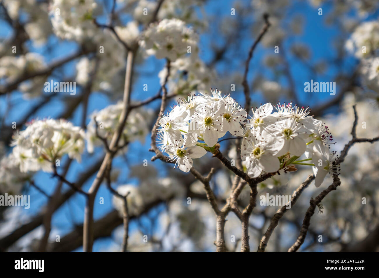Tulip Top Gardens in Spring, Canberra, ACT, Australia Stock Photo - Alamy
