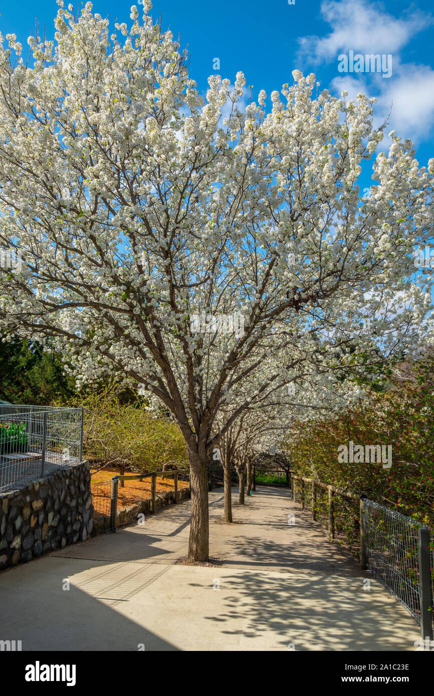 Tulip Top Gardens in Spring, Canberra, ACT, Australia Stock Photo - Alamy