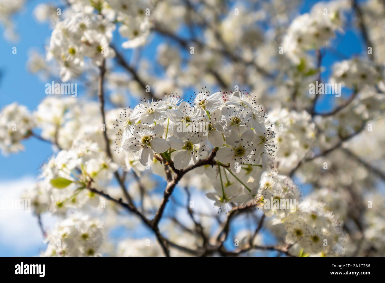 Tulip Top Gardens in Spring, Canberra, ACT, Australia Stock Photo - Alamy