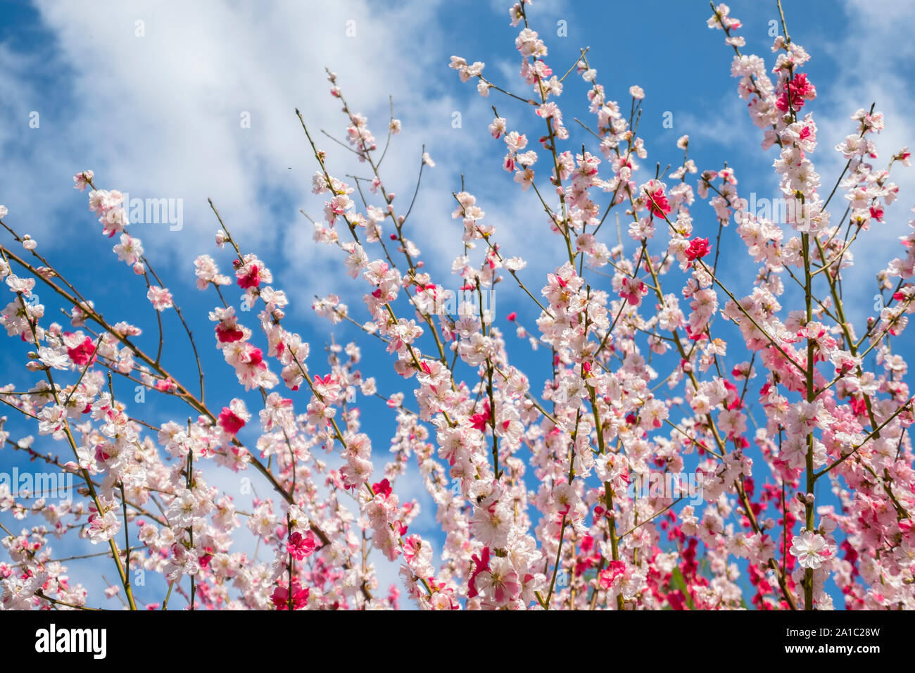 Tulip Top Gardens in Spring, Canberra, ACT, Australia Stock Photo - Alamy