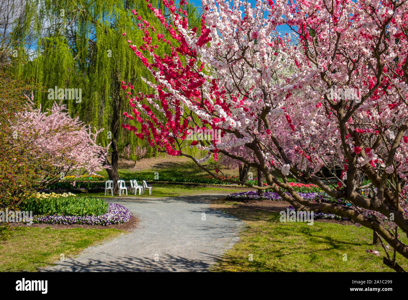 Tulip Top Gardens in Spring, Canberra, ACT, Australia Stock Photo - Alamy