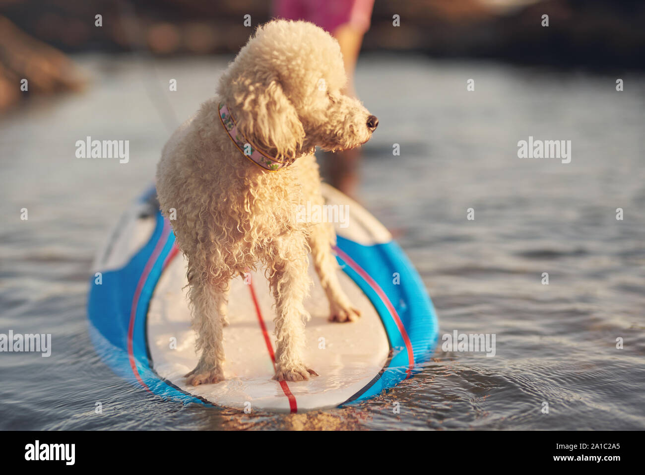 Dog riding on surf board. White poodle dog on vacation Stock Photo - Alamy