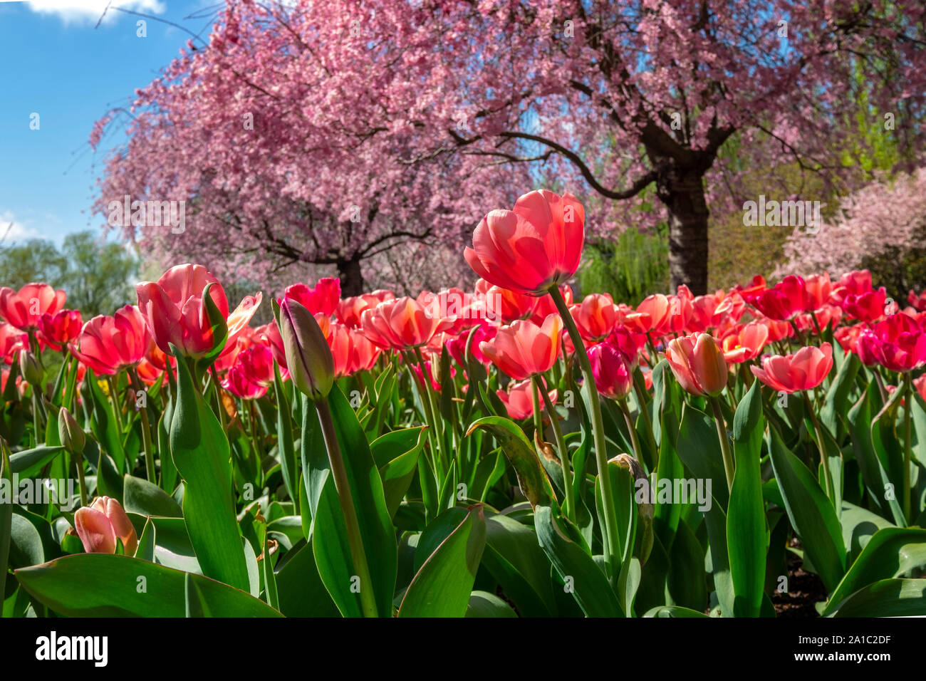 Tulip Top Gardens in Spring, Canberra, ACT, Australia Stock Photo - Alamy