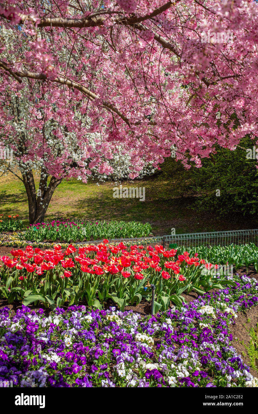 Tulip Top Gardens in Spring, Canberra, ACT, Australia Stock Photo - Alamy