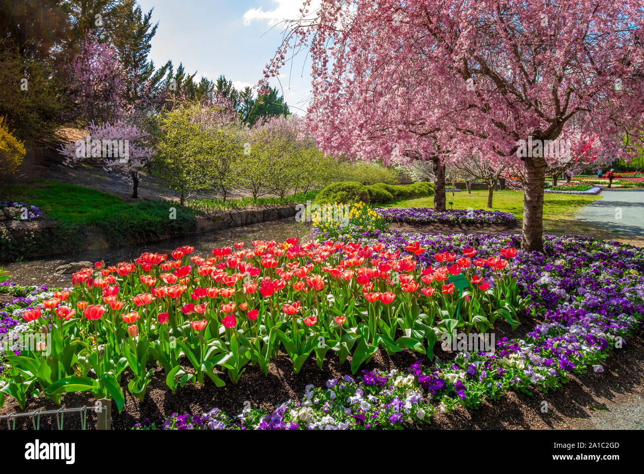 Tulip Top Gardens in Spring, Canberra, ACT, Australia Stock Photo - Alamy