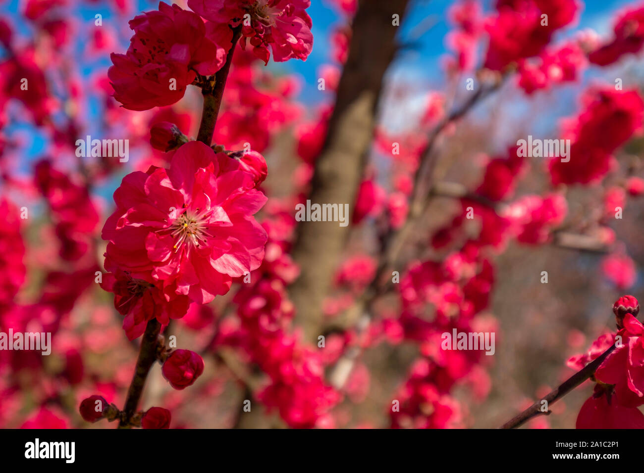 Tulip Top Gardens in Spring, Canberra, ACT, Australia Stock Photo - Alamy