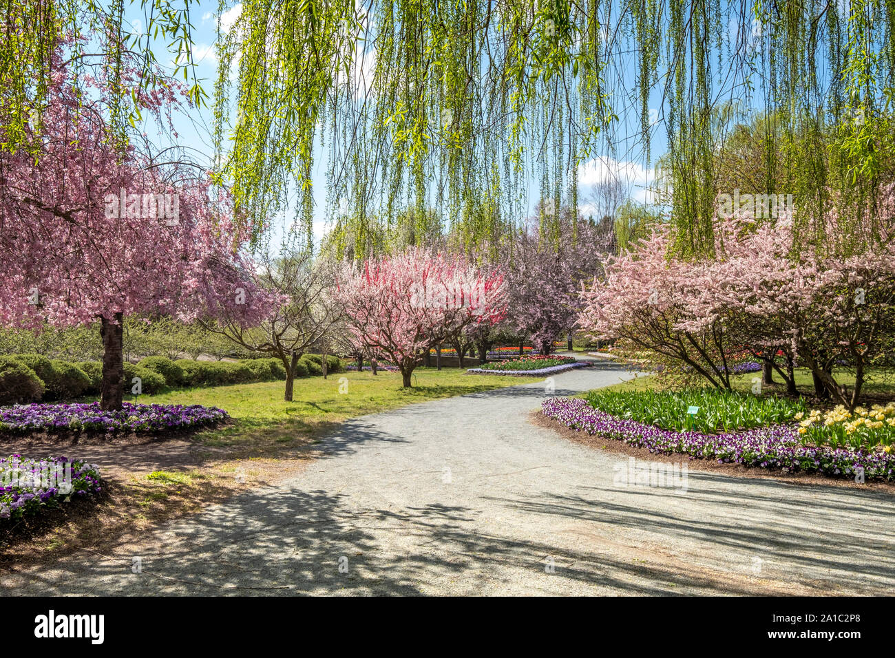 Tulip Top Gardens in Spring, Canberra, ACT, Australia Stock Photo - Alamy