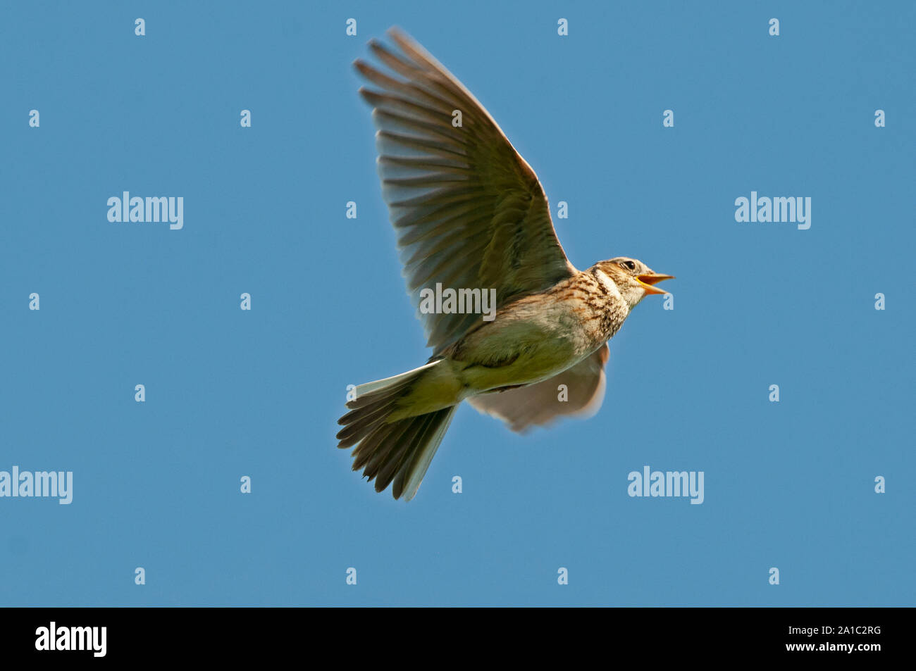 Eurasian skylark hi-res stock photography and images - Alamy