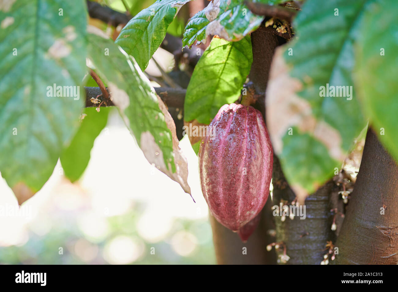 Unripe cocoa pods hi-res stock photography and images - Alamy
