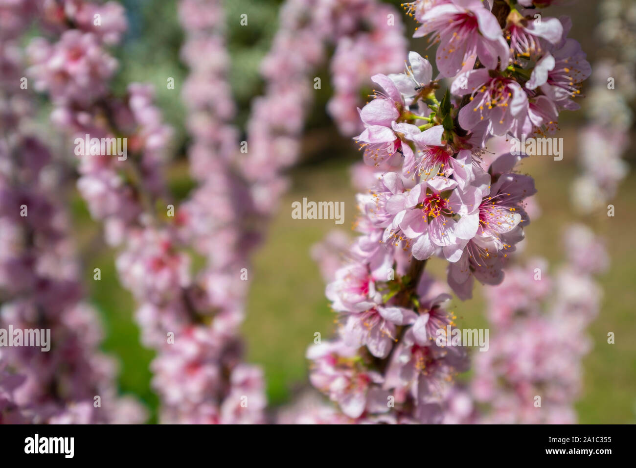 Tulip Top Gardens in Spring, Canberra, ACT, Australia Stock Photo - Alamy