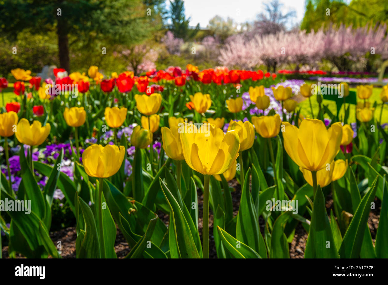 Tulip Top Gardens in Spring, Canberra, ACT, Australia Stock Photo - Alamy