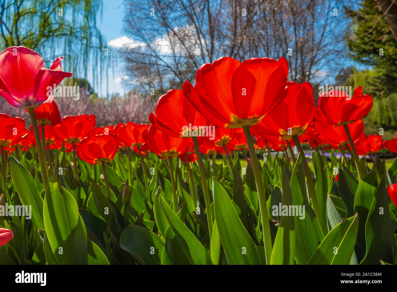 Tulip Top Gardens in Spring, Canberra, ACT, Australia Stock Photo - Alamy