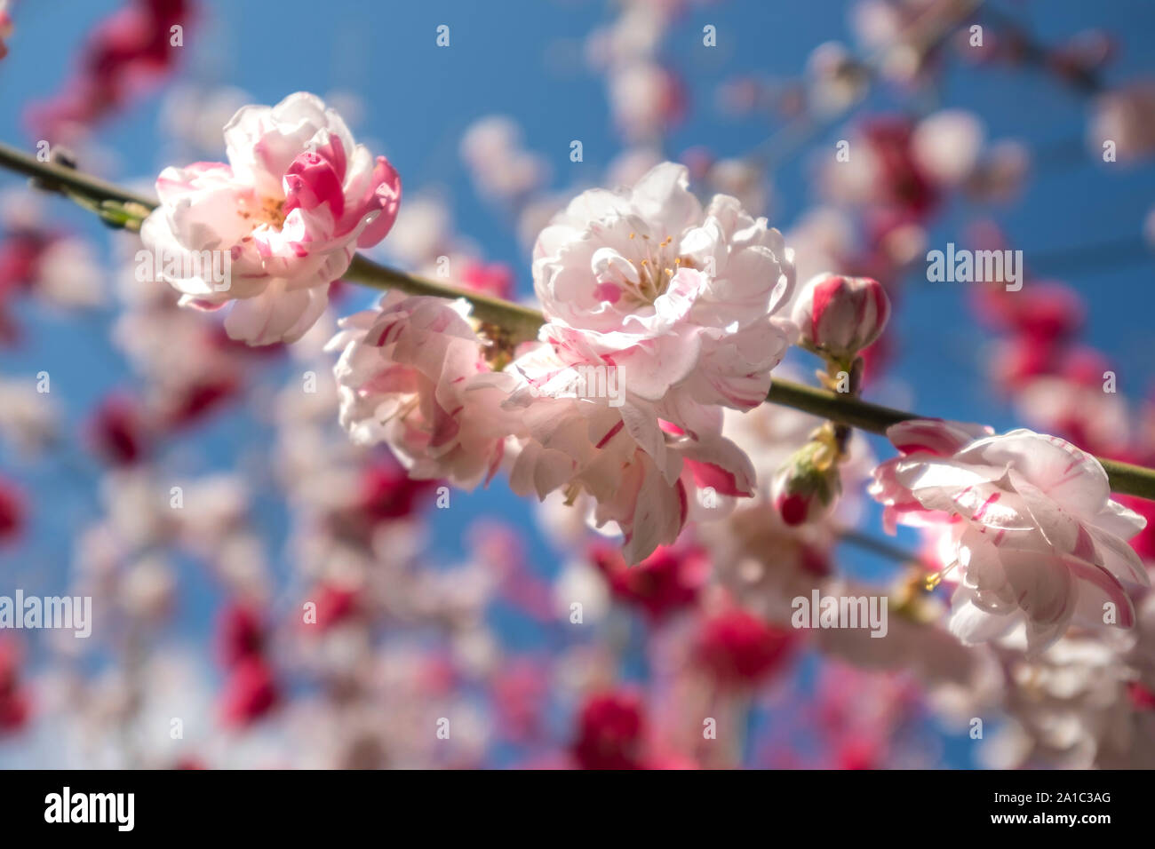Tulip Top Gardens in Spring, Canberra, ACT, Australia Stock Photo - Alamy
