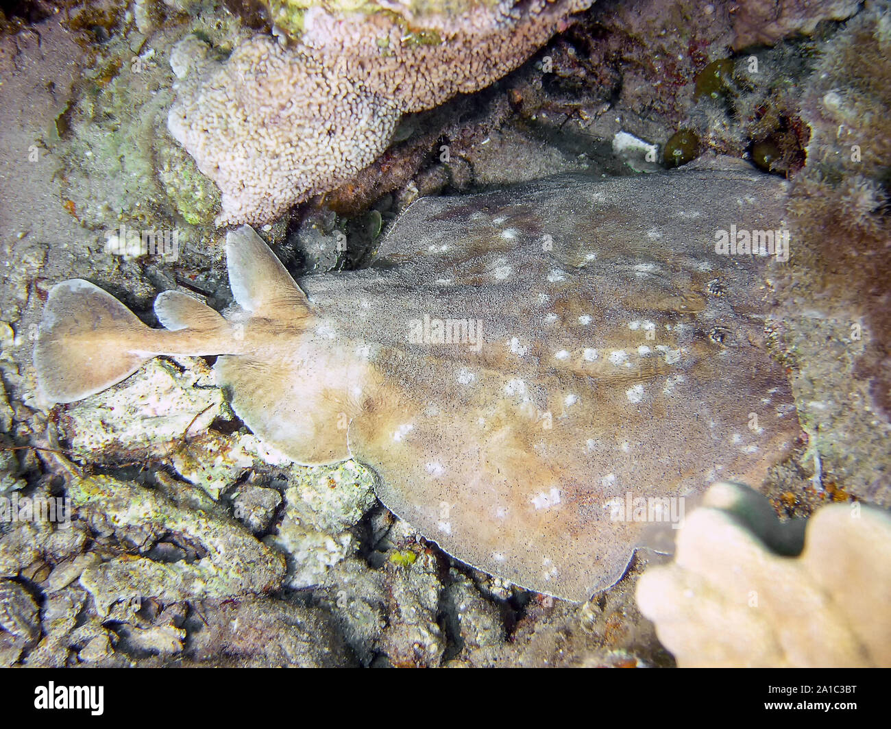 Marbled Torpedo Ray (Torpedo marmorata Stock Photo - Alamy