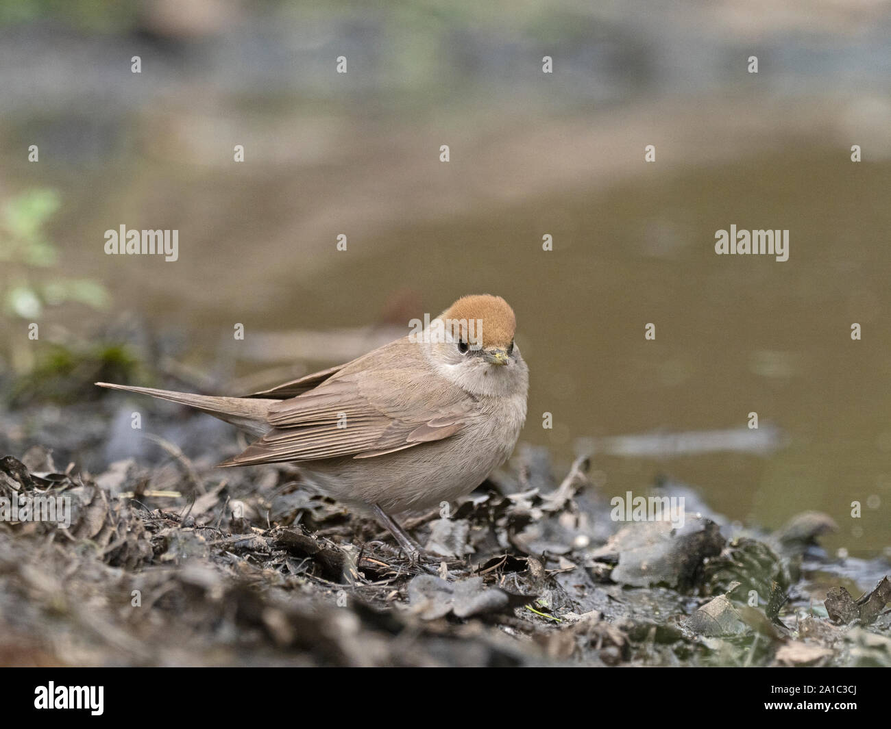 Eurasian Blackcap female bathing at pool North Norfolk summer Stock ...