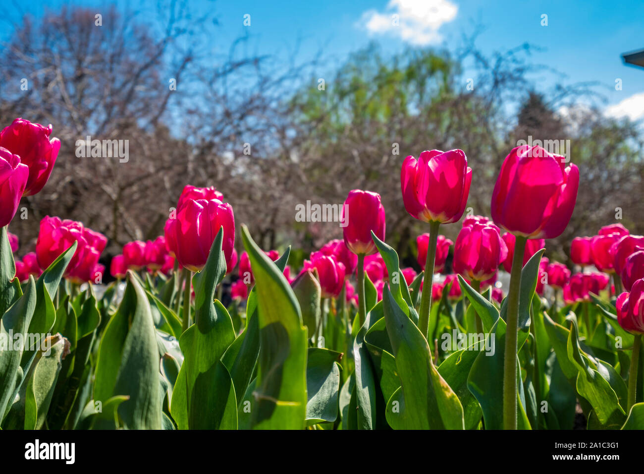 Tulip Top Gardens in Spring, Canberra, ACT, Australia Stock Photo - Alamy