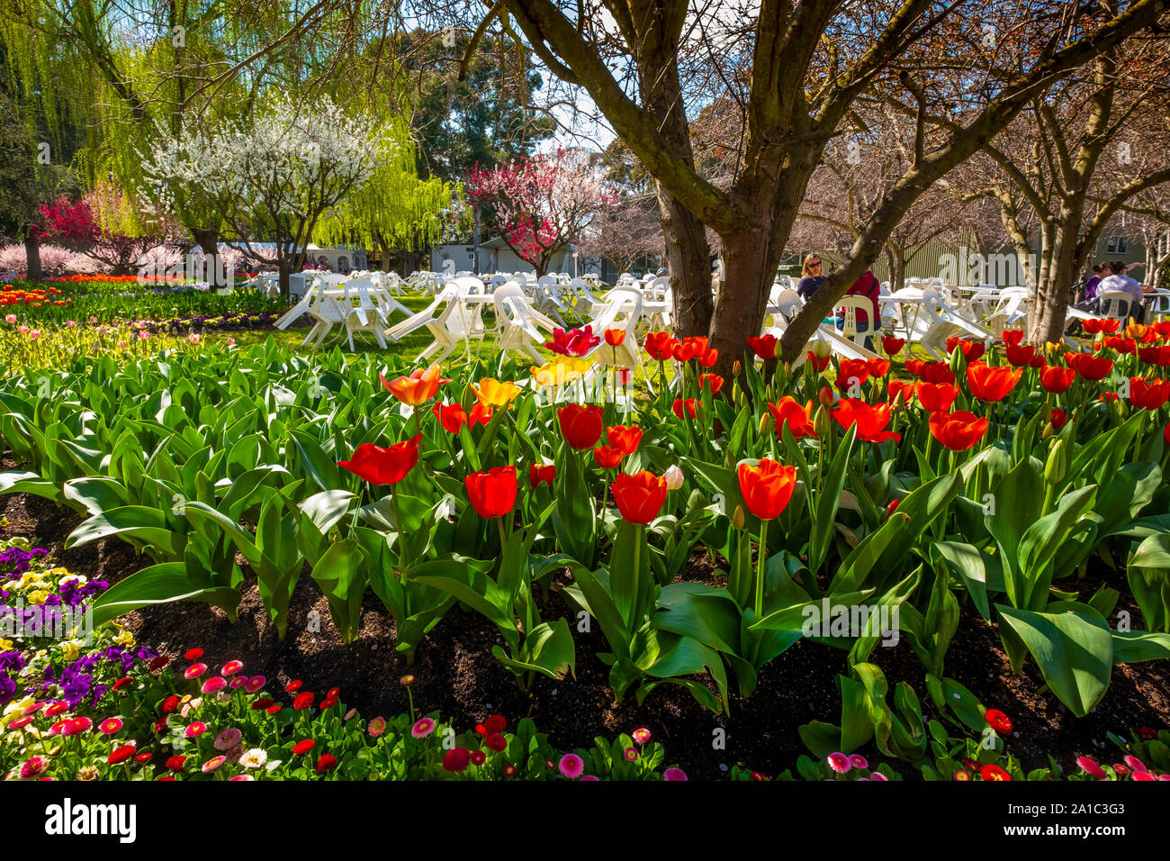Tulip Top Gardens in Spring, Canberra, ACT, Australia Stock Photo - Alamy