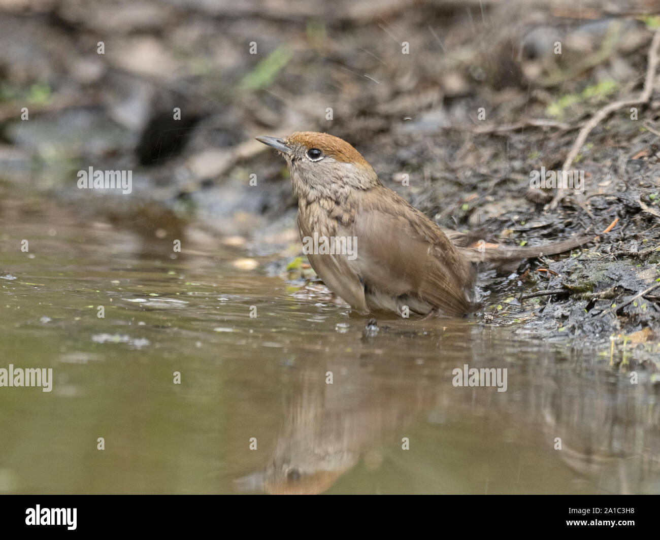 Eurasian Blackcap female bathing at pool North Norfolk summer Stock ...