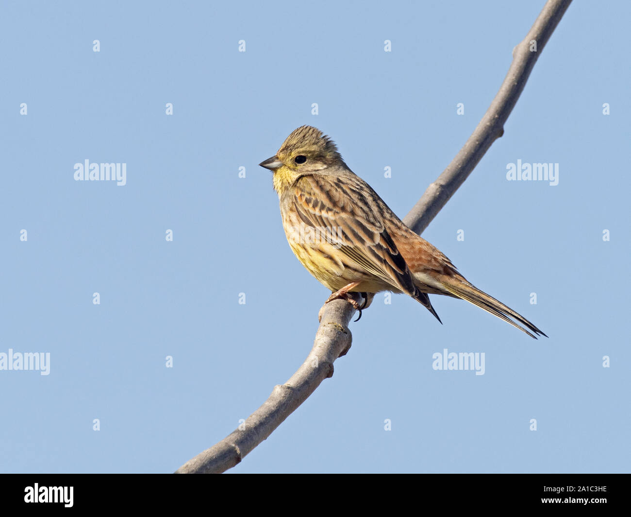 Yellowhammer Emberiza citrinella female Liminka Finland spring Stock ...