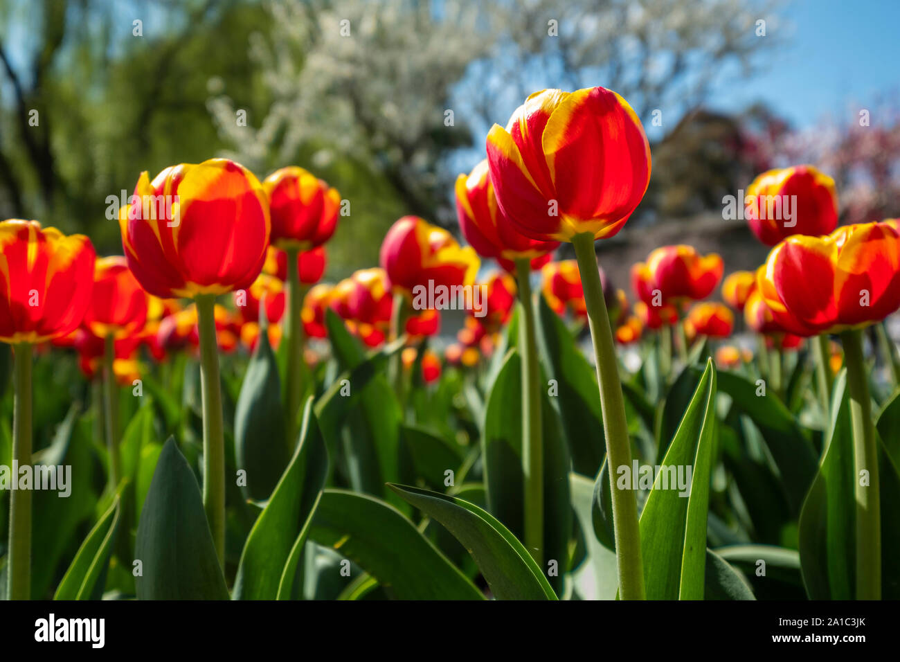 Tulip Top Gardens in Spring, Canberra, ACT, Australia Stock Photo - Alamy