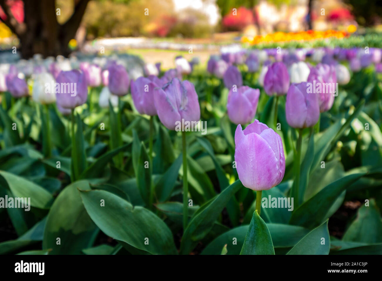 Tulip Top Gardens in Spring, Canberra, ACT, Australia Stock Photo - Alamy