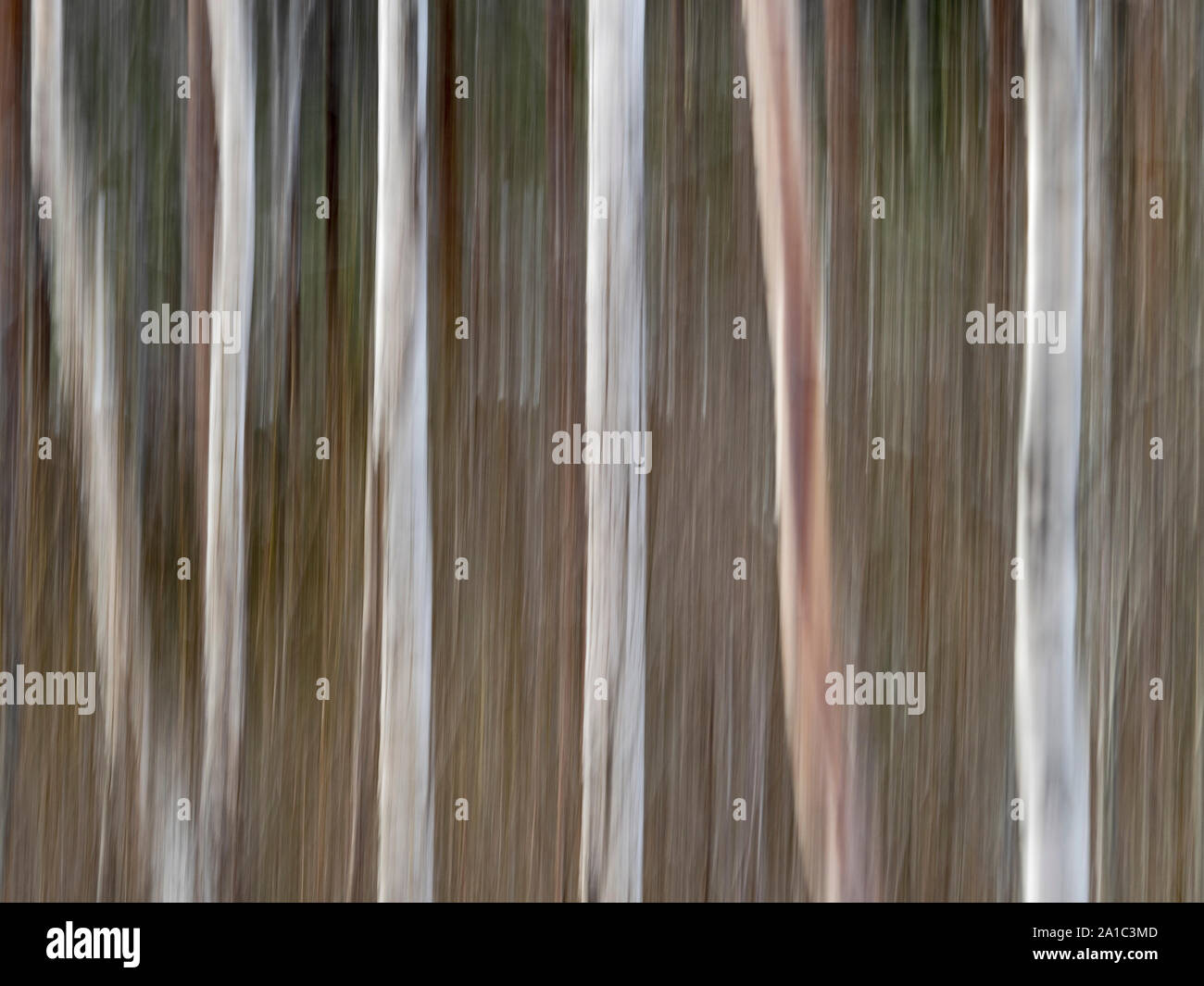 Silver birch forest hi-res stock photography and images - Alamy
