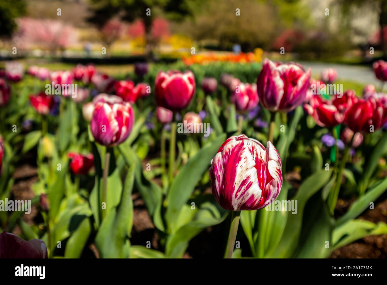 Tulip Top Gardens in Spring, Canberra, ACT, Australia Stock Photo - Alamy