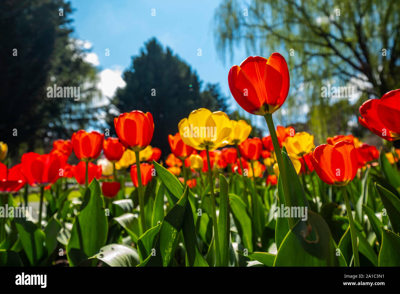 Tulip Top Gardens in Spring, Canberra, ACT, Australia Stock Photo - Alamy