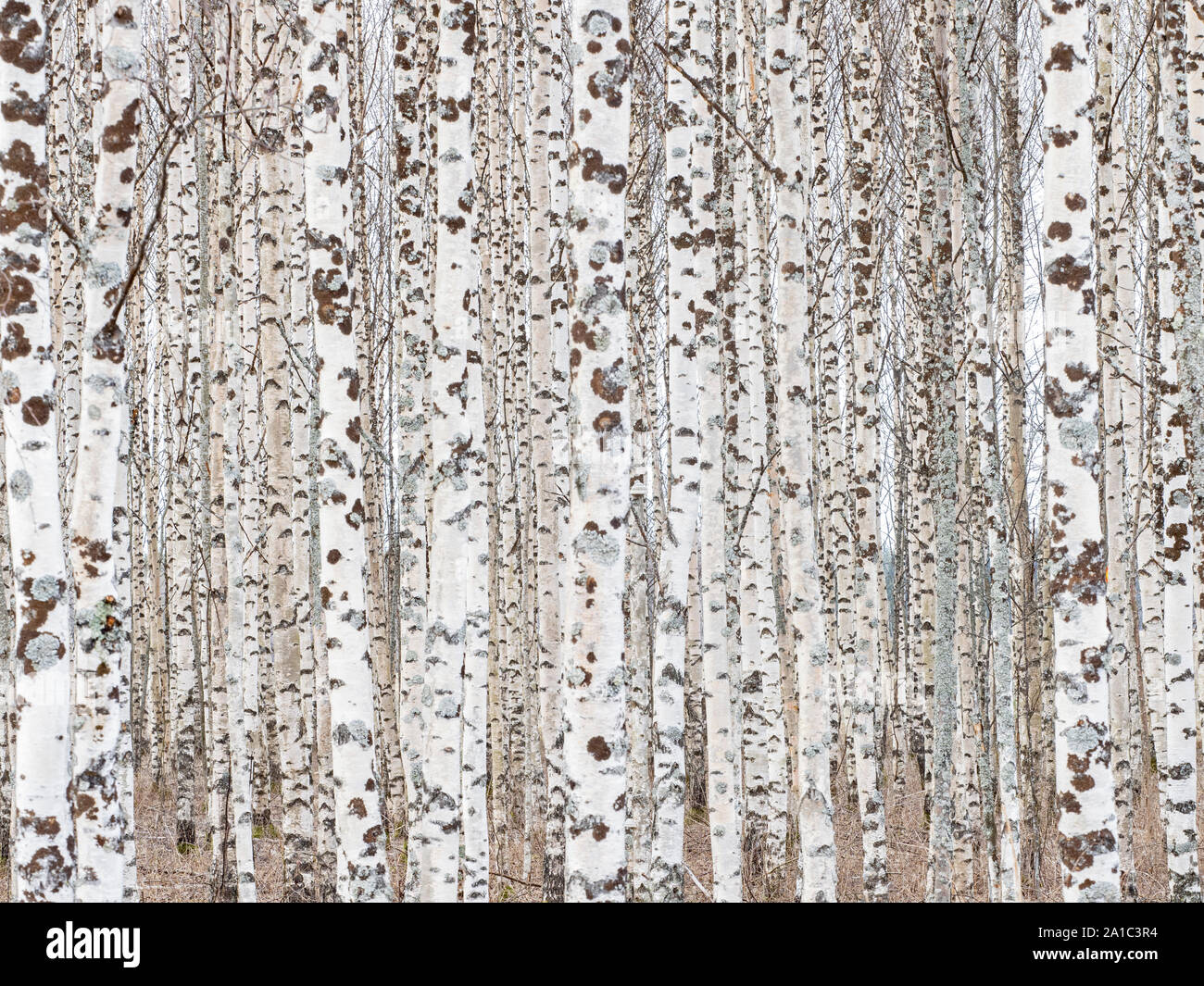 Birch forest hi-res stock photography and images - Alamy