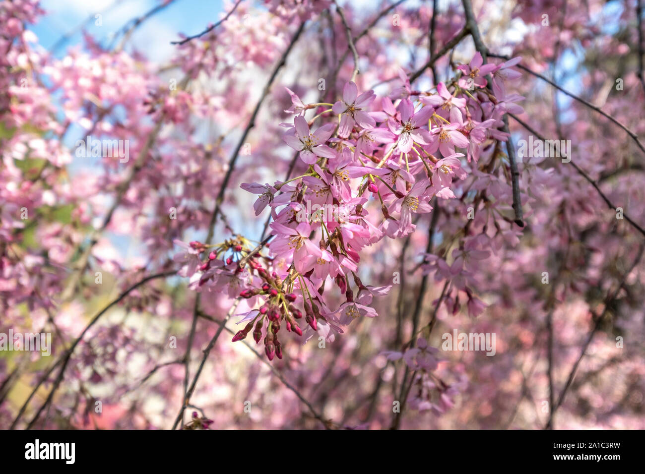 Tulip Top Gardens in Spring, Canberra, ACT, Australia Stock Photo - Alamy