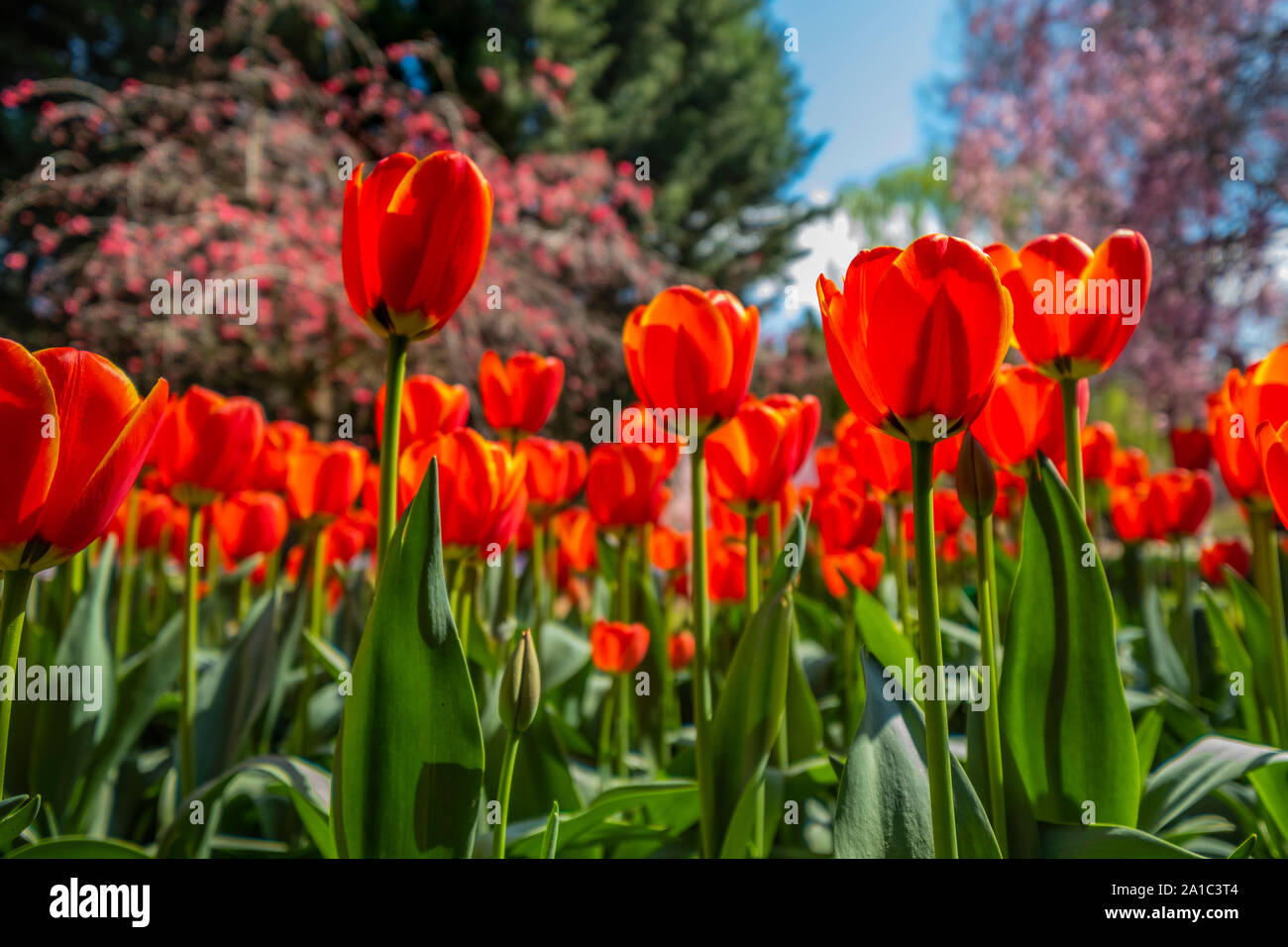 Tulip Top Gardens in Spring, Canberra, ACT, Australia Stock Photo - Alamy