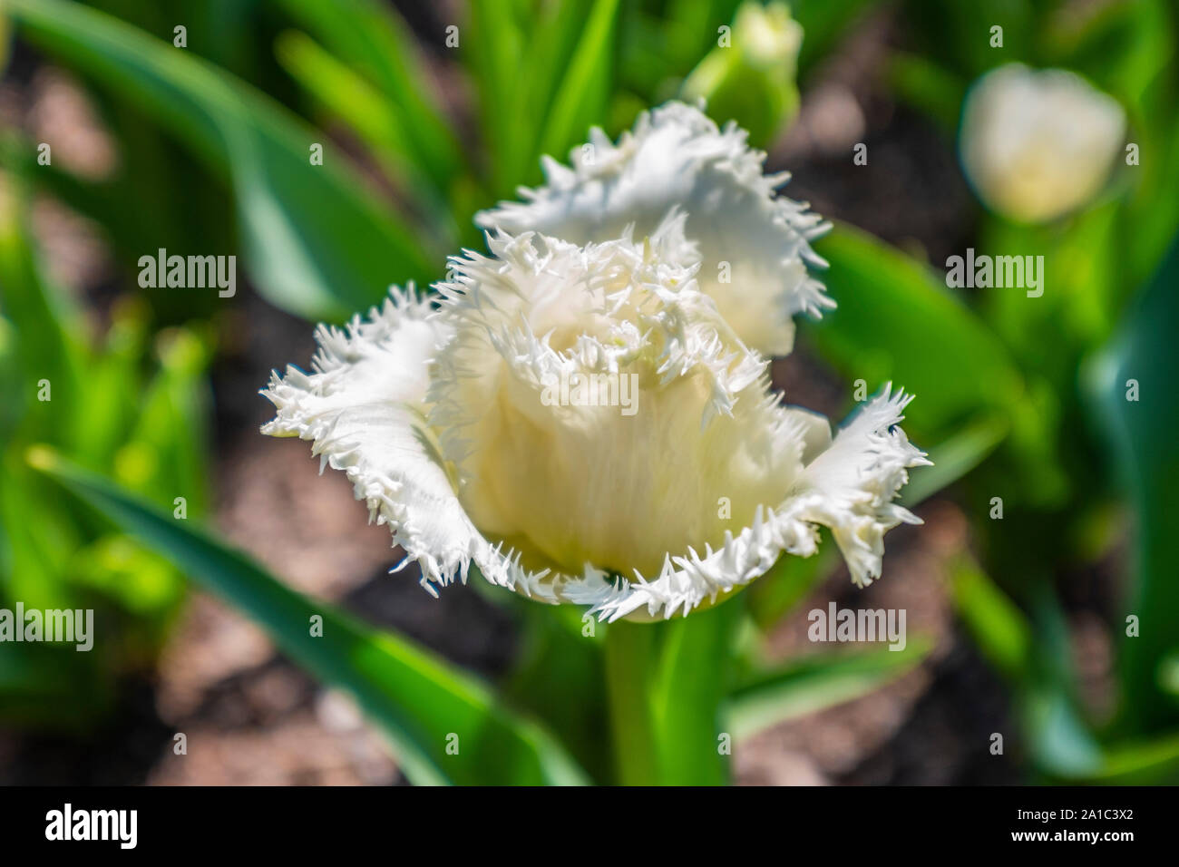 Tulip Top Gardens in Spring, Canberra, ACT, Australia Stock Photo - Alamy