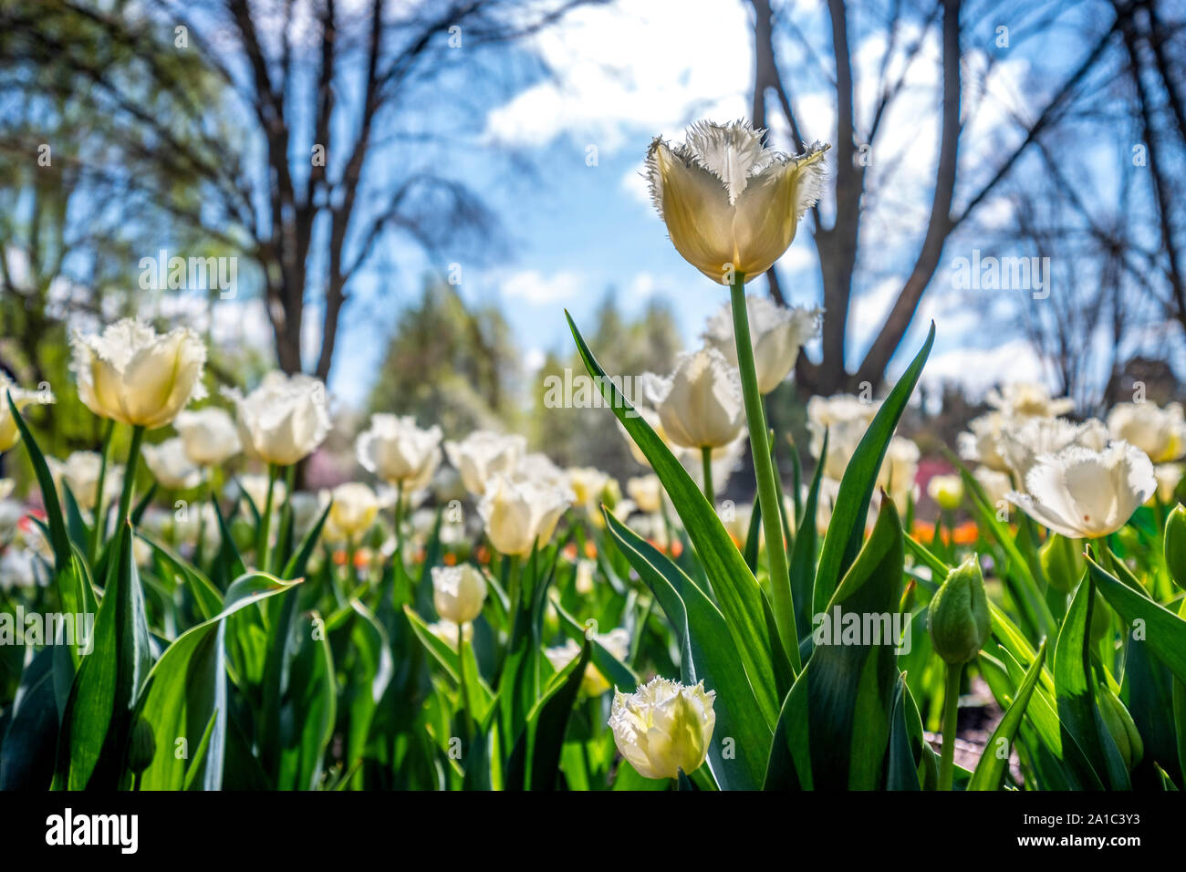 Tulip Top Gardens in Spring, Canberra, ACT, Australia Stock Photo - Alamy