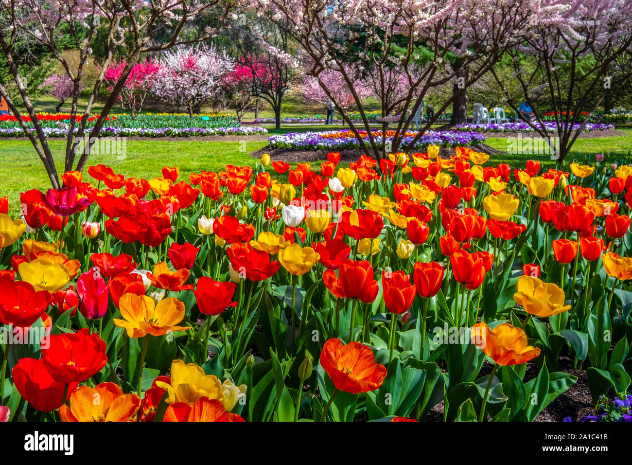 Tulip Top Gardens in Spring, Canberra, ACT, Australia Stock Photo - Alamy